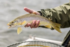 Fish Species in Scotland | Alba Game Fishing