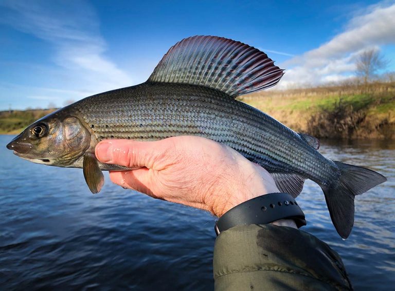 Learn The Best Techniques for Grayling Fishing In Scotland's Rivers ...