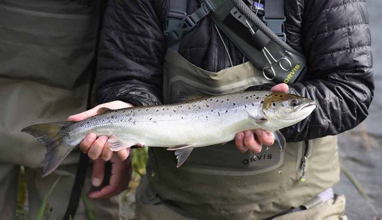 Identify the various phases of the Atlantic Salmon life cycle | Alba ...