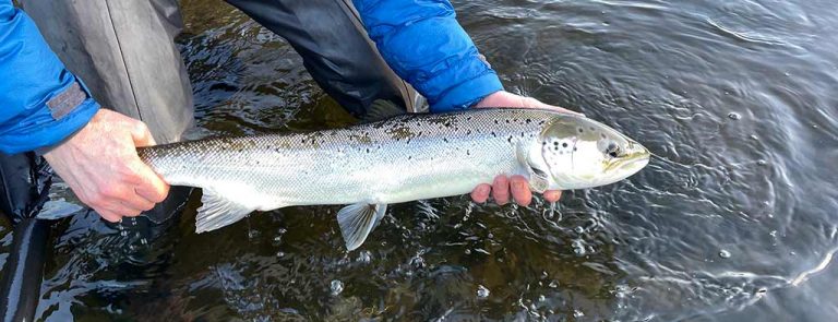 Identify the various phases of the Atlantic Salmon life cycle | Alba ...