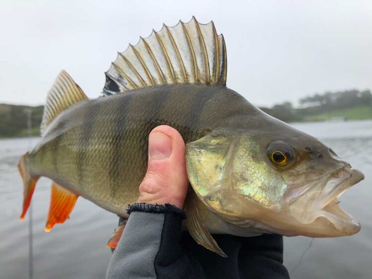 Types of fish in the River Tay – Alba Game Fishing